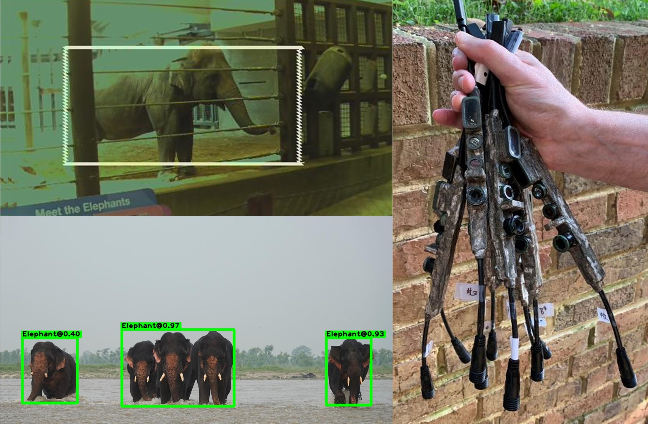 Cameras Powered By WildEyes AI Help Save Elephants - DailyAlts